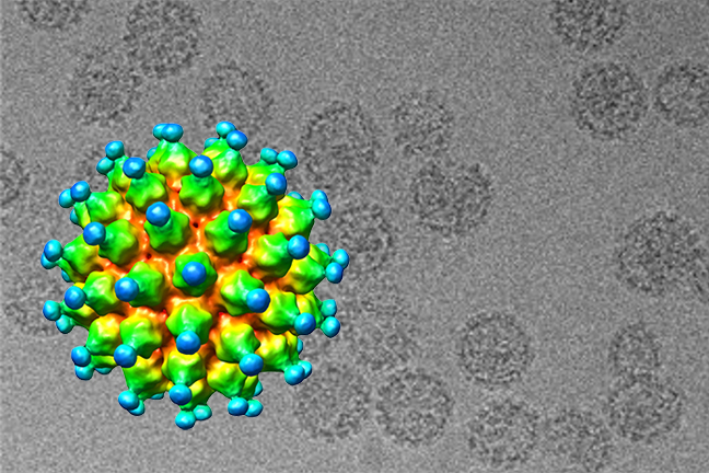Virus-Like Particles (VLPs)